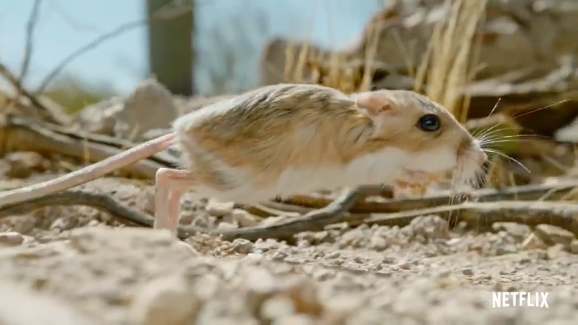 TINY CREATURES Analysis